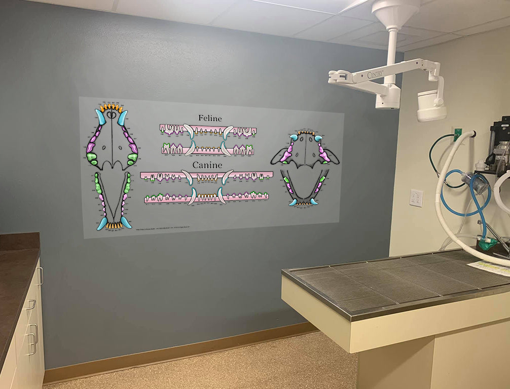 Feline & Canine Traditional Dental Chart (Wall Decal) – Ransom Studios