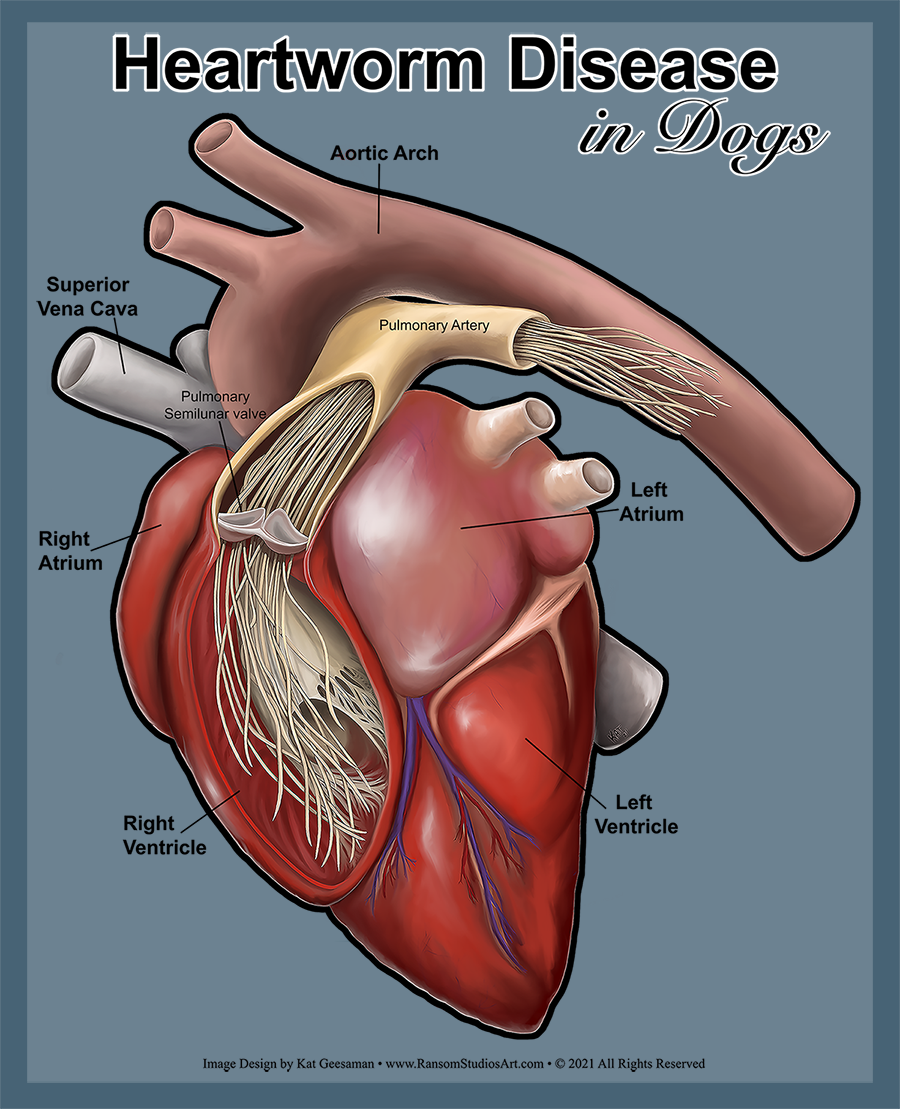 Heartworm (Wall Decal) – Ransom Studios