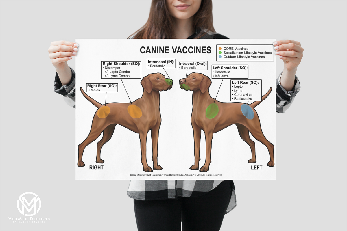 Canine Vaccine (Poster) – Ransom Studios