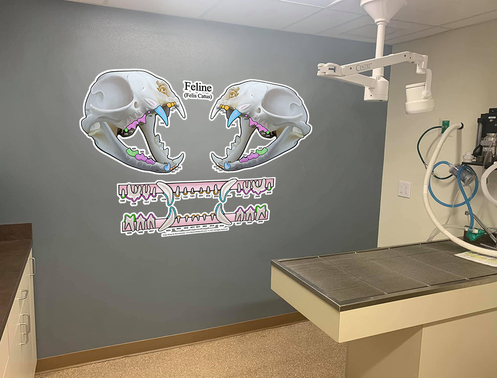 3D Feline Dental Chart (Wall Decal) – Ransom Studios