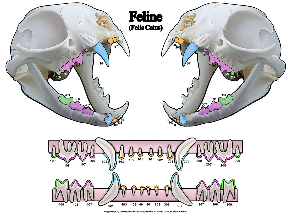 Cat Teeth Diagram