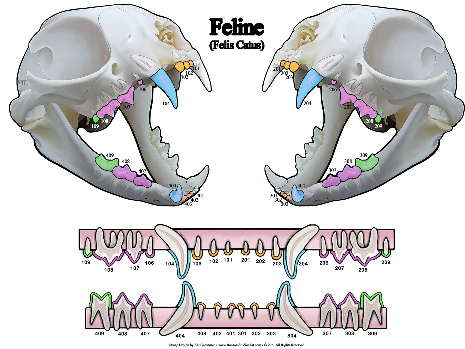 Cat Teeth Diagram Numbers