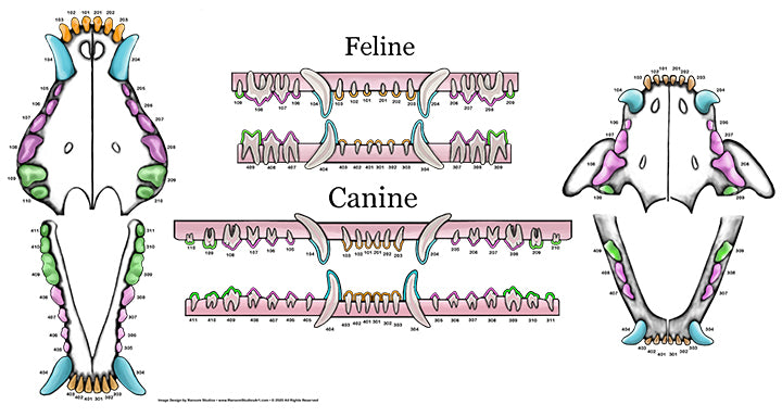Cat Dental Chart: Essential Guide to Feline Oral Health | Happy Cat Blog